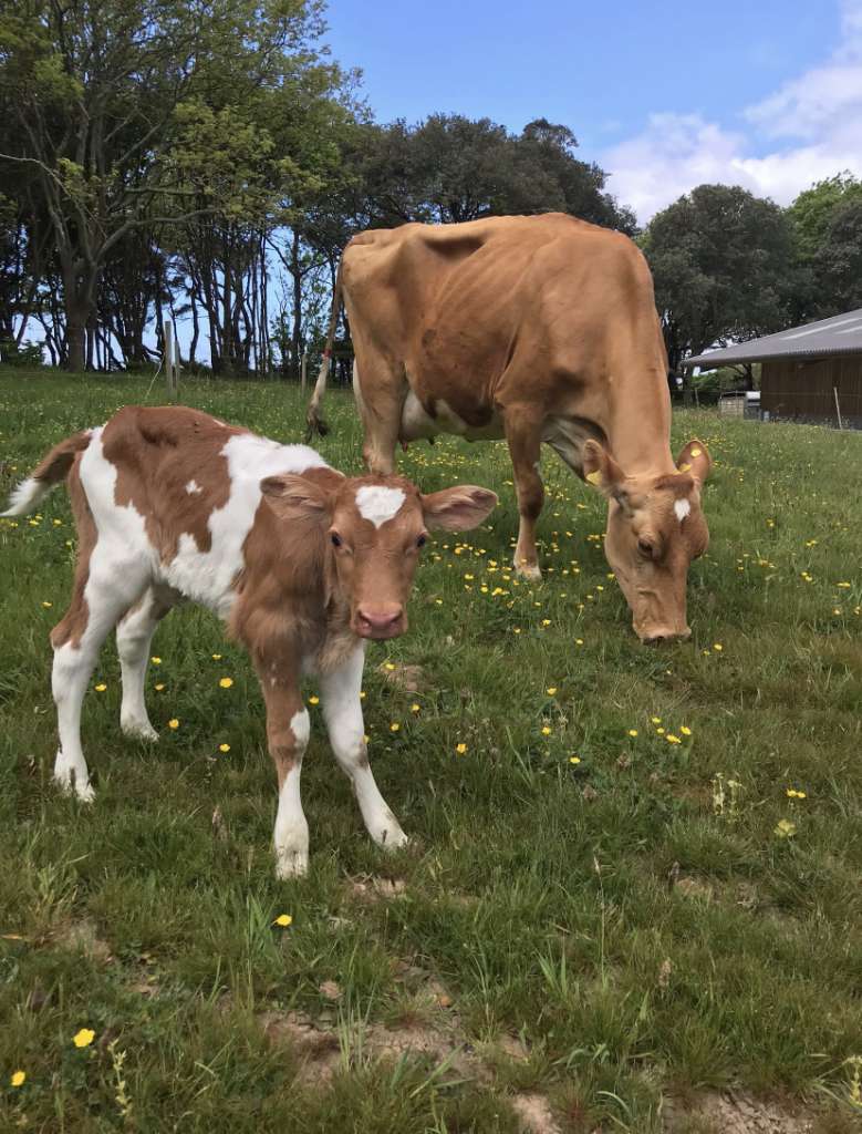 Isle Of Sark Dairy – Suffolk Farmhouse Cheese