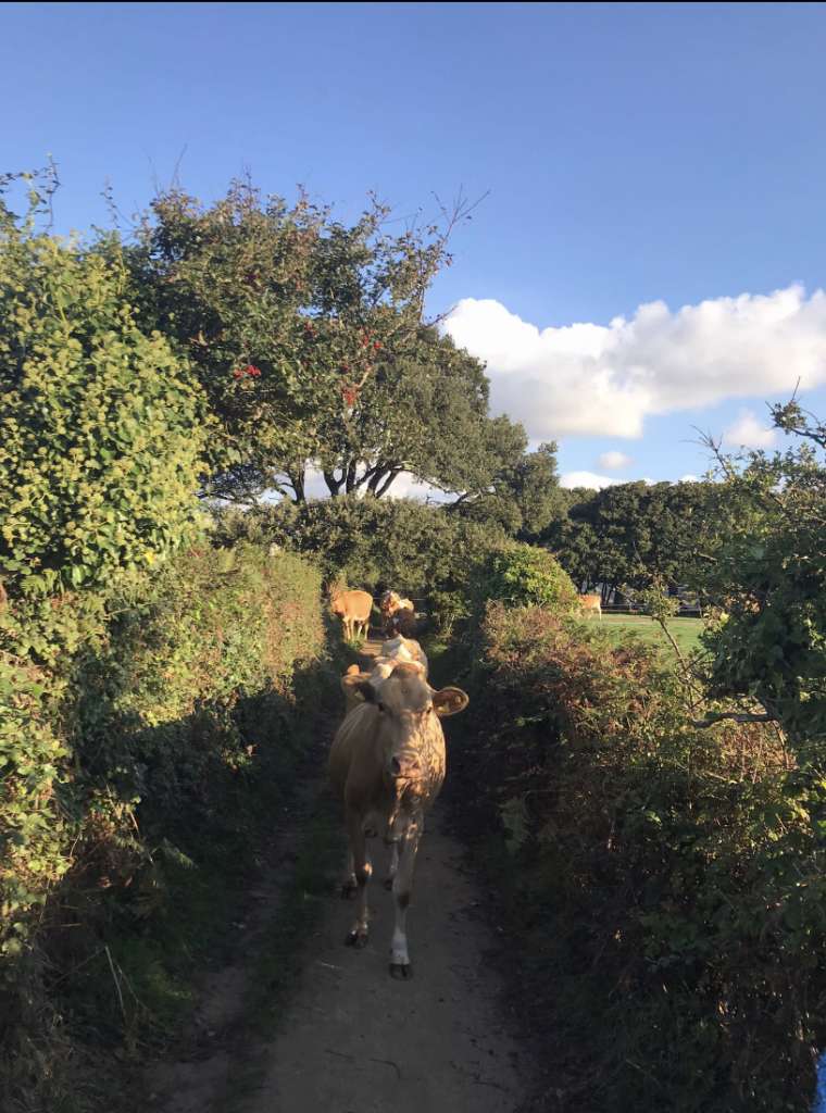 Isle Of Sark Dairy – Suffolk Farmhouse Cheese