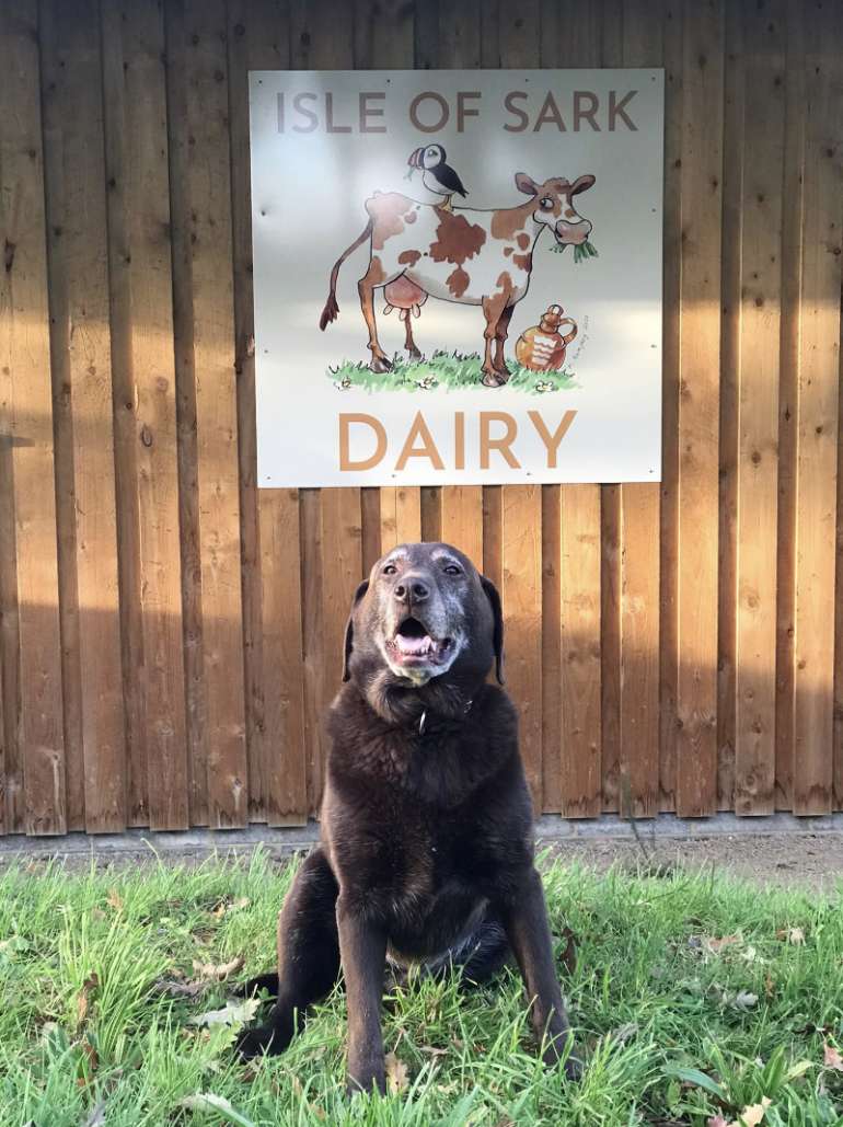 Isle Of Sark Dairy – Suffolk Farmhouse Cheese